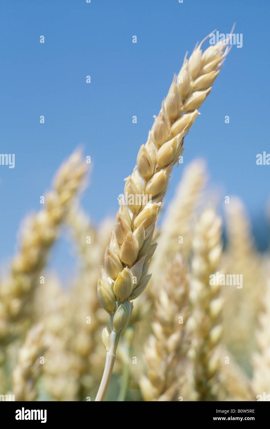 Close-up of wheat Stock Photo - Alamy
