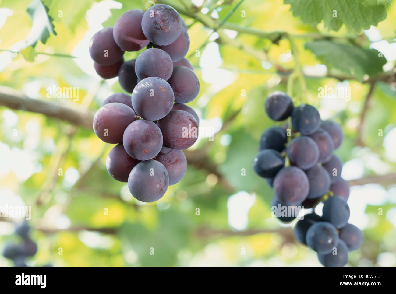 Kyoho hi-res stock photography and images - Alamy