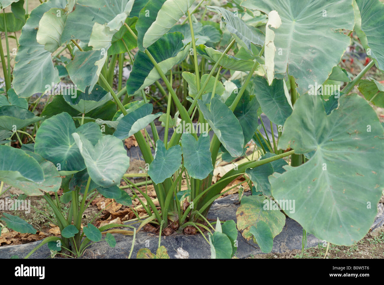 Aroid hi-res stock photography and images - Alamy