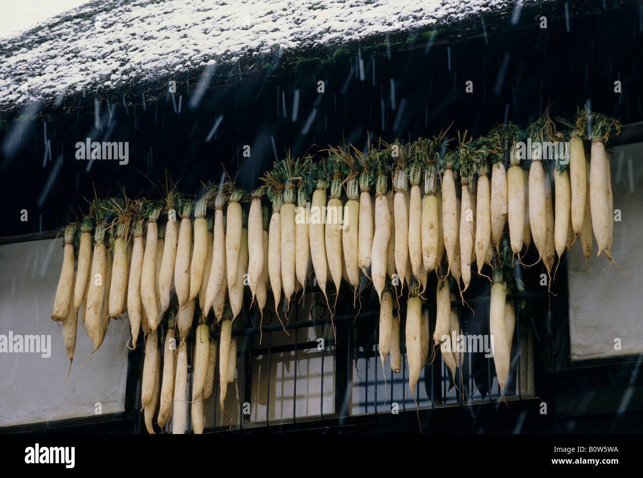 Daikon radish japan hi-res stock photography and images - Alamy