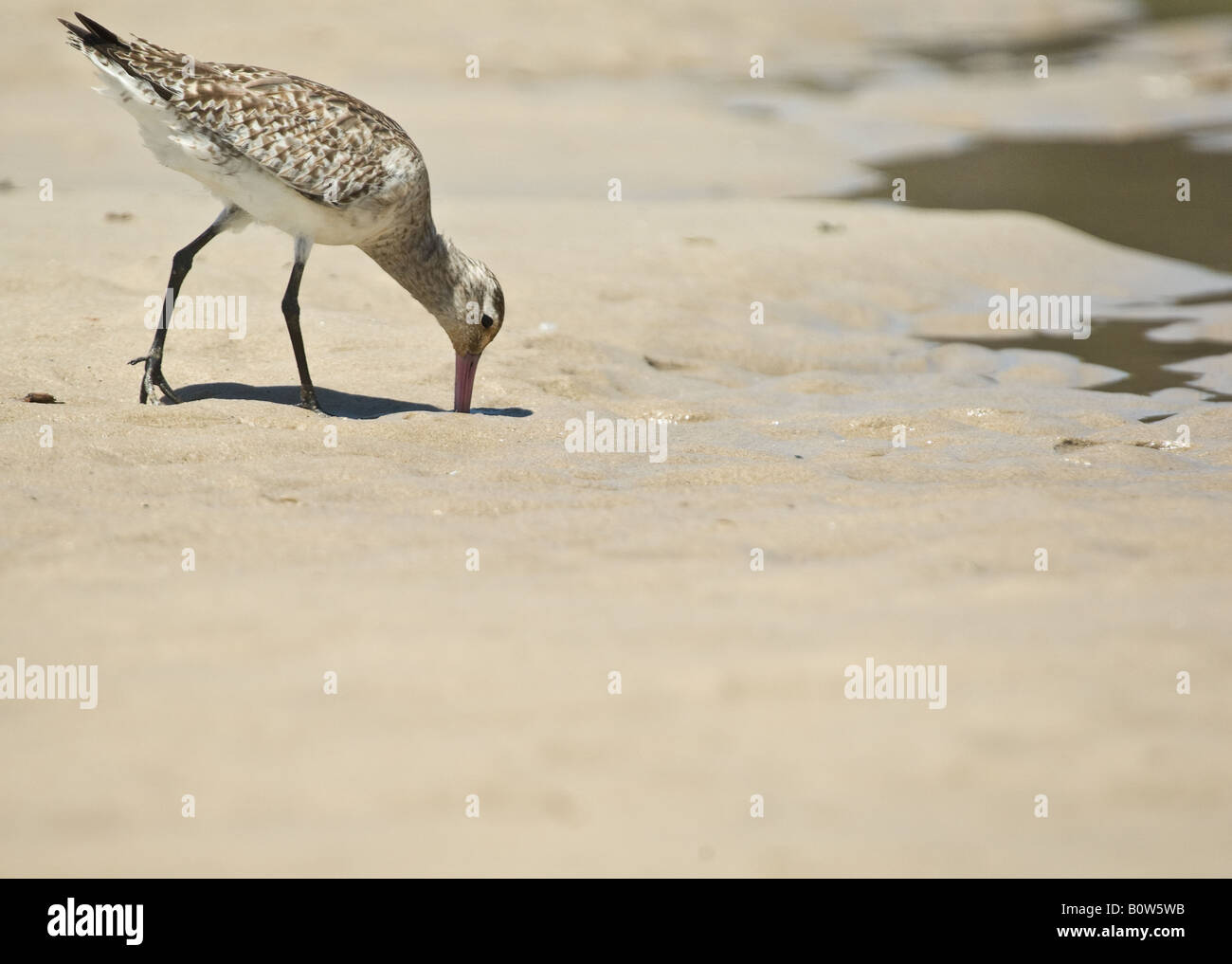 Piper High Resolution Stock Photography and Images - Alamy