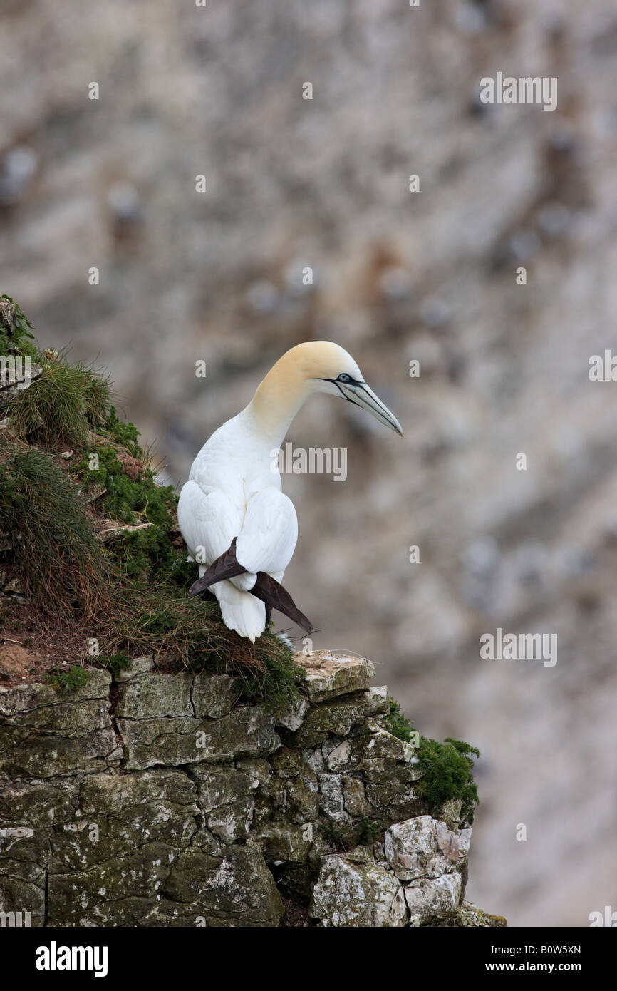 Northern Gannet Morus bassanus at Bempton cliffs RSPB reserve West ...