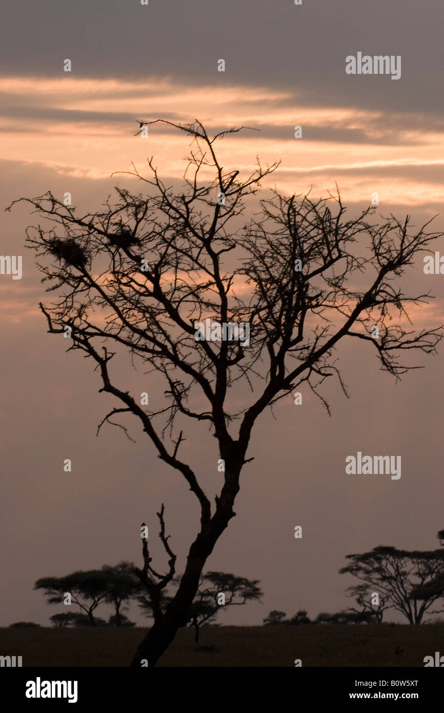 African tree at sunset Stock Photo - Alamy