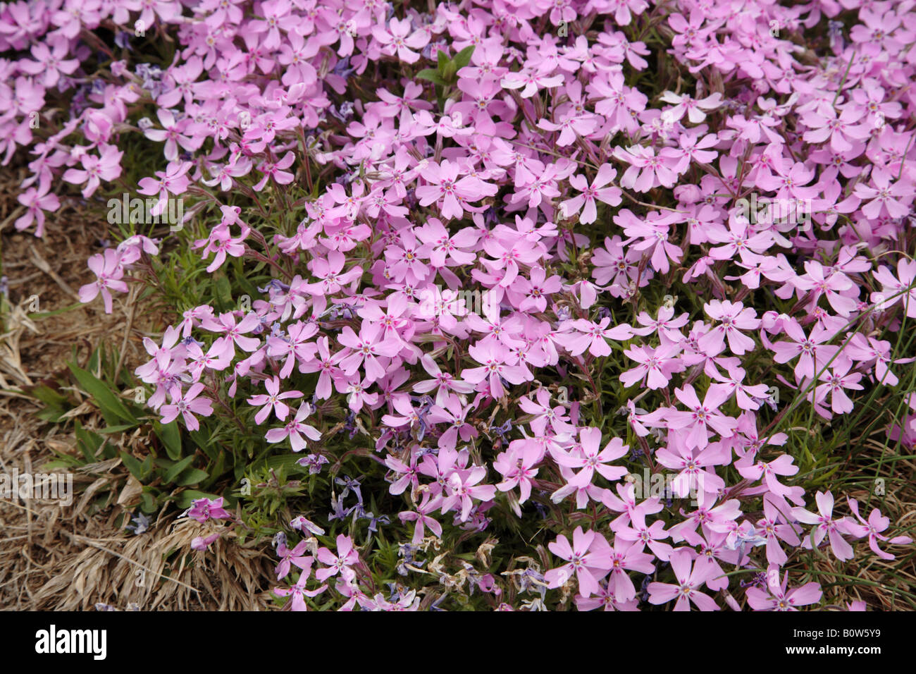 phlox flowers during the spring months in a New England forest Stock ...