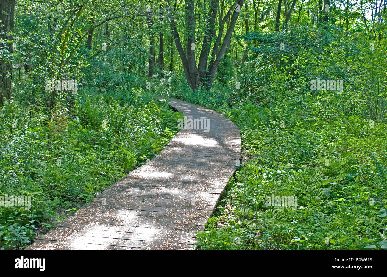 A nice scenic path trough the woods Stock Photo - Alamy