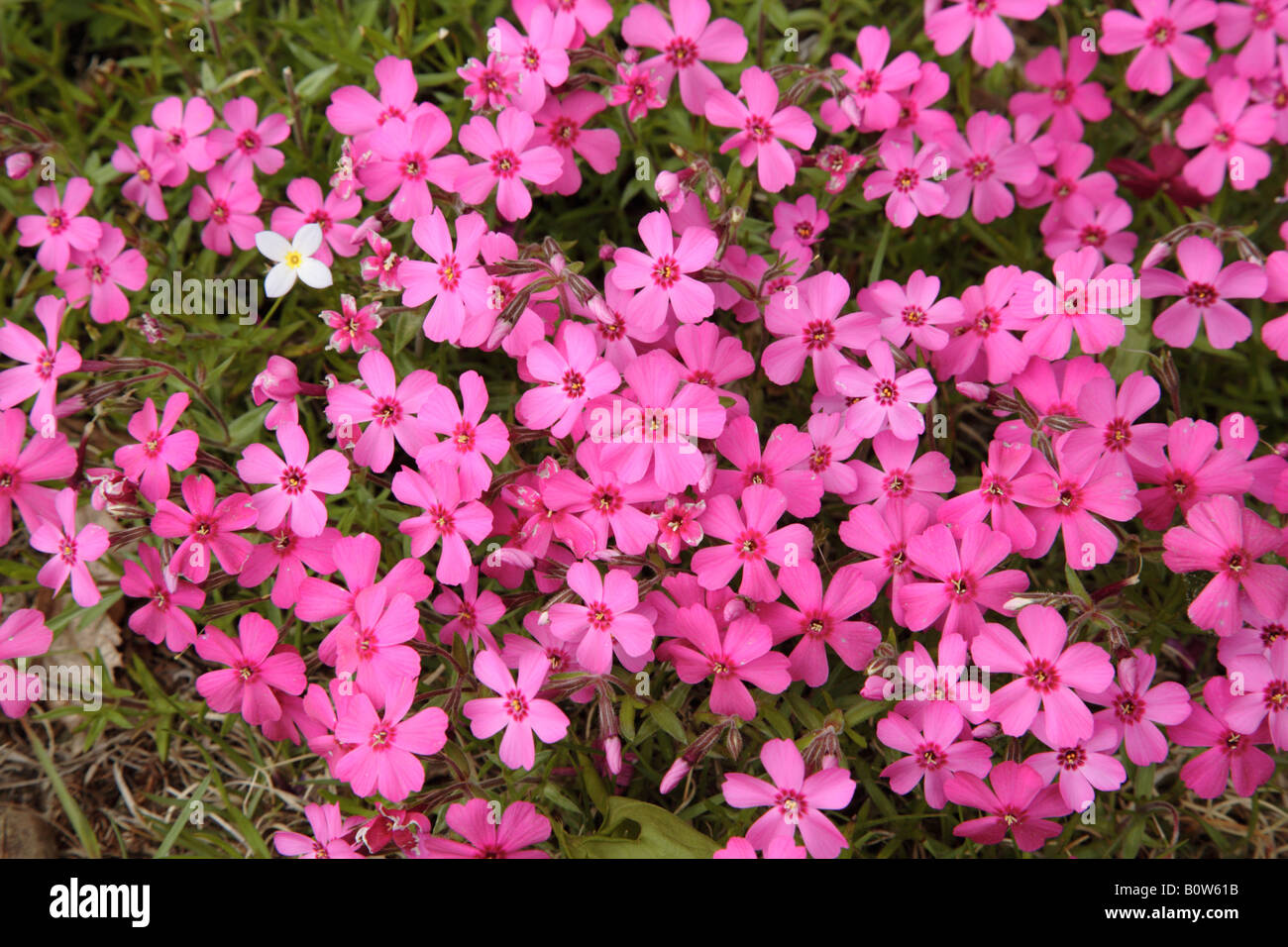 phlox flowers during the spring months in a New England forest Stock ...