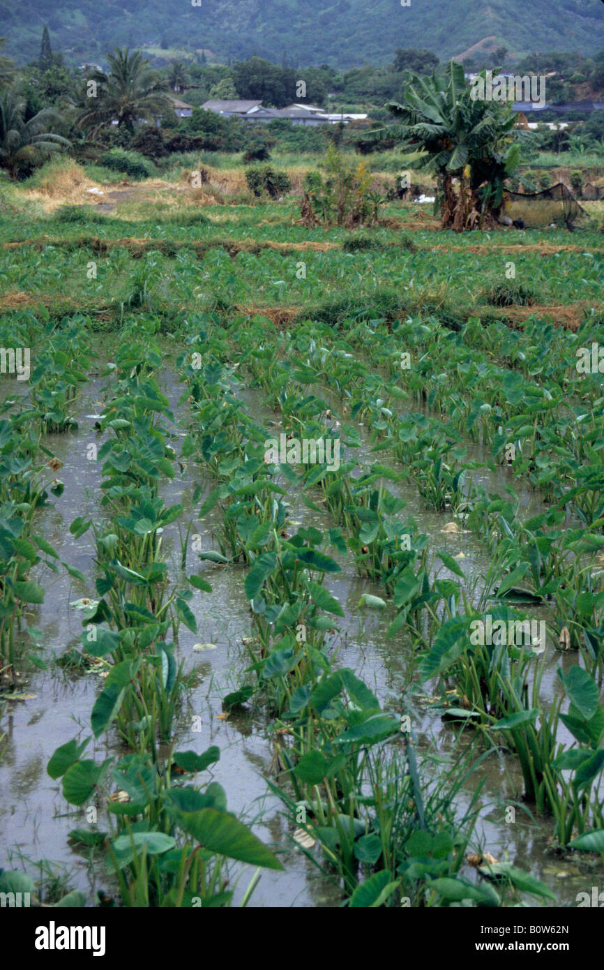 Oahu, Hawaii, USA, Taro Field Stock Photo - Alamy