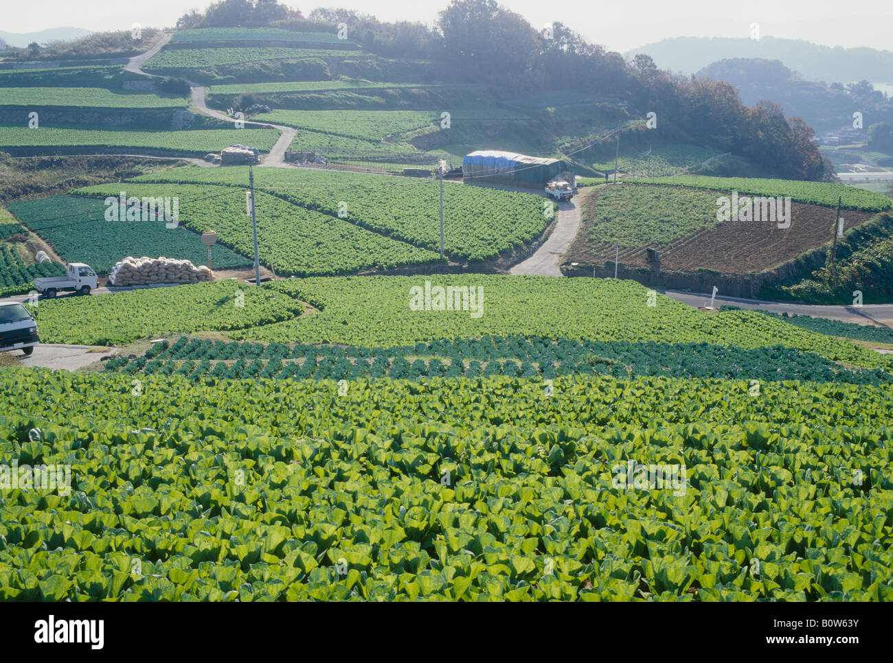 Chinese cabbage field Stock Photo - Alamy
