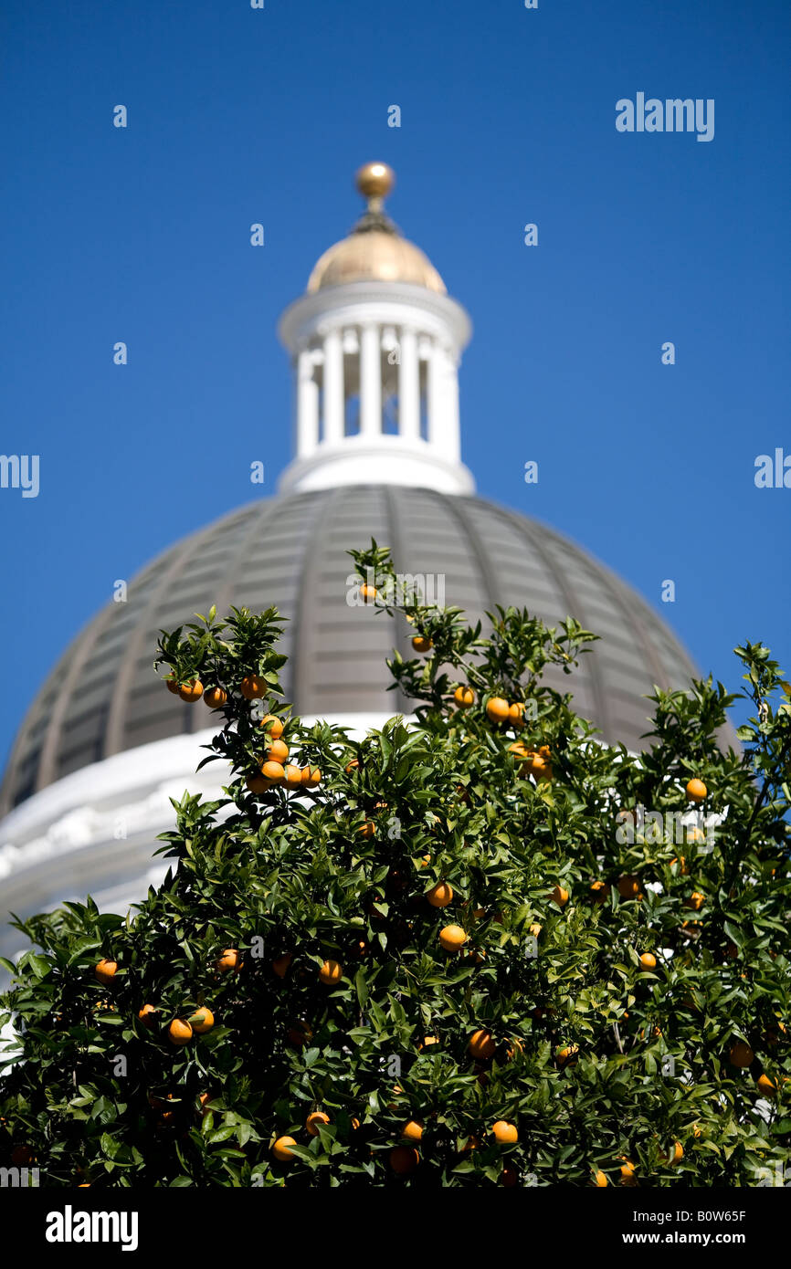 Orange tree in front of the dome of the State Capitol of California ...