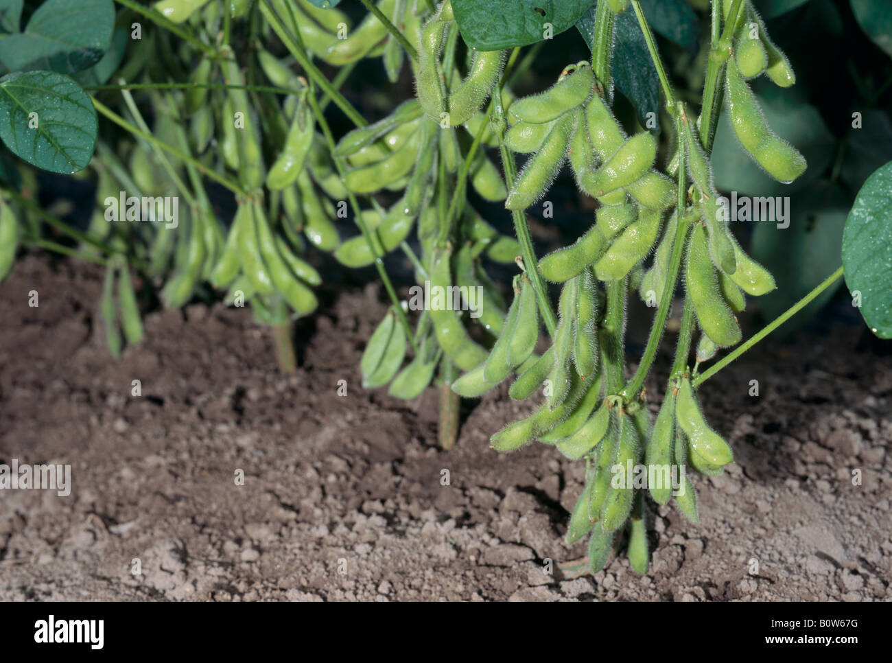 Soybeans on vine Stock Photo - Alamy