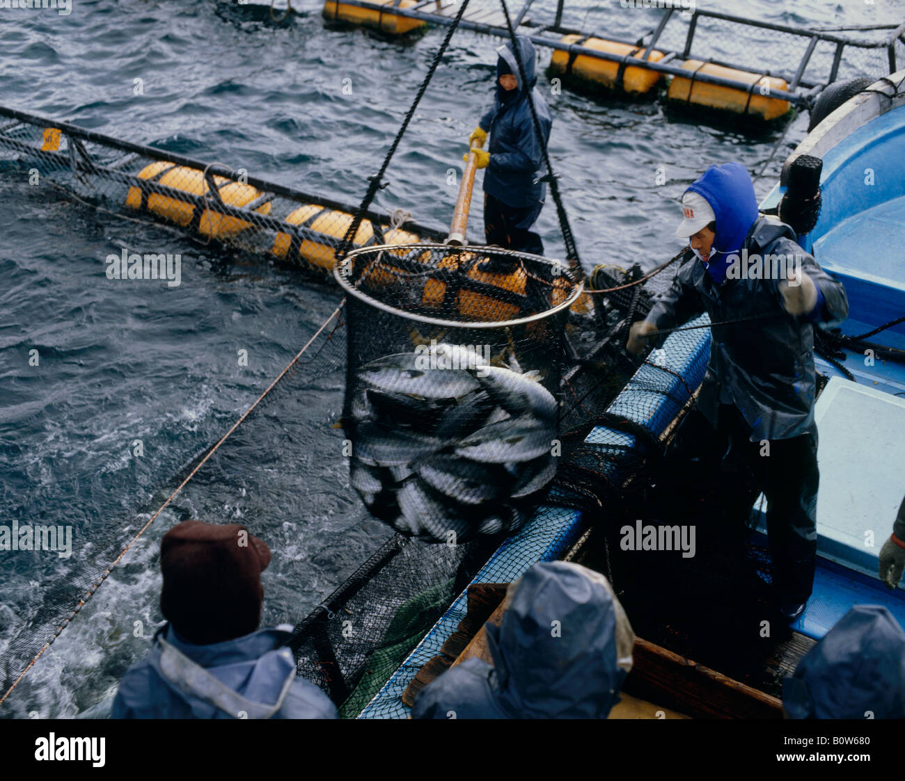 Fishermen working at fish farm Stock Photo - Alamy