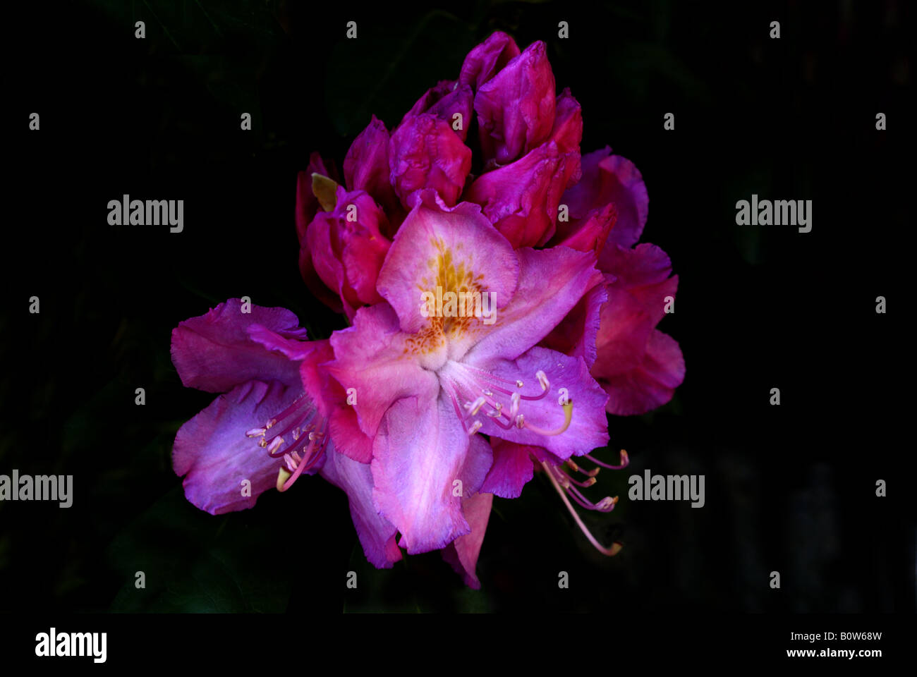 isolated purple rhododendron against black background in budding form ...