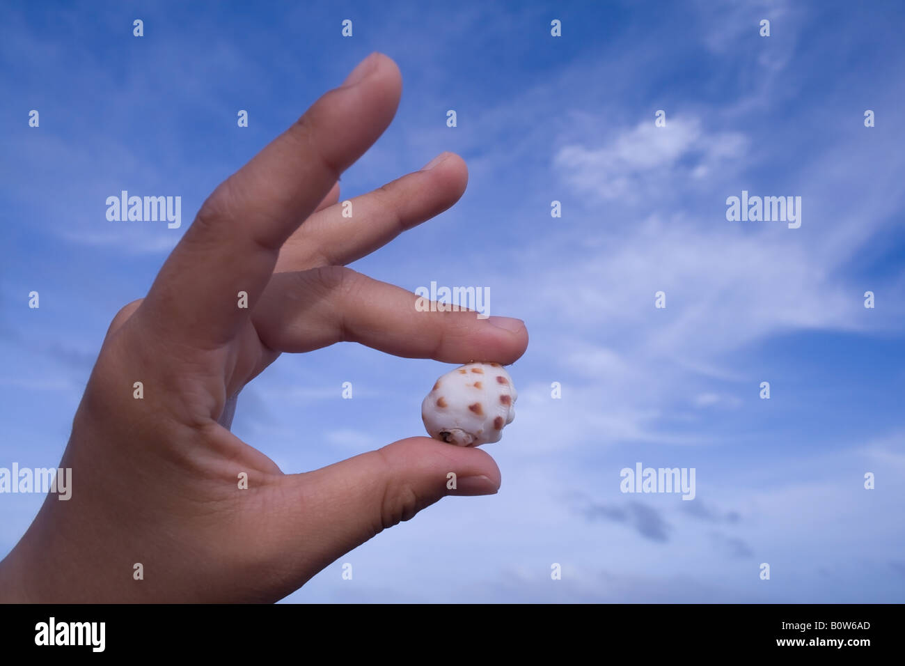 Woman's fingers holding shell Stock Photo - Alamy