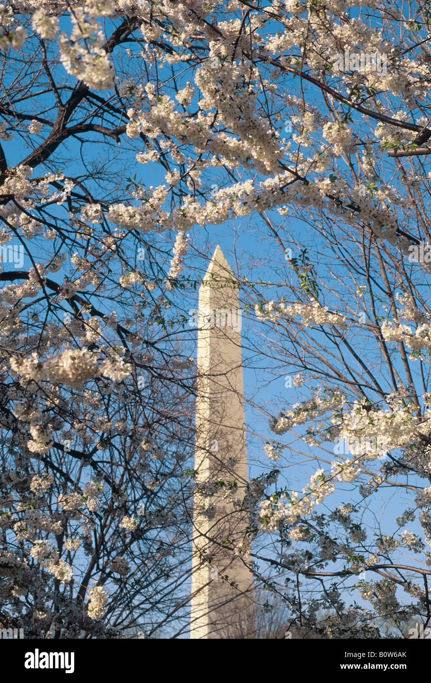 George washington cherry tree hi-res stock photography and images - Alamy