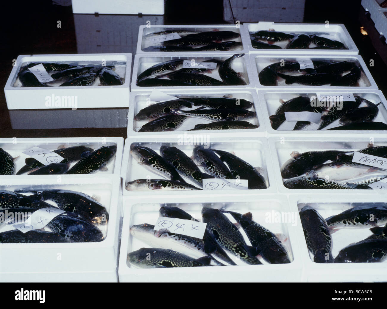 Balloonfish hi-res stock photography and images - Alamy