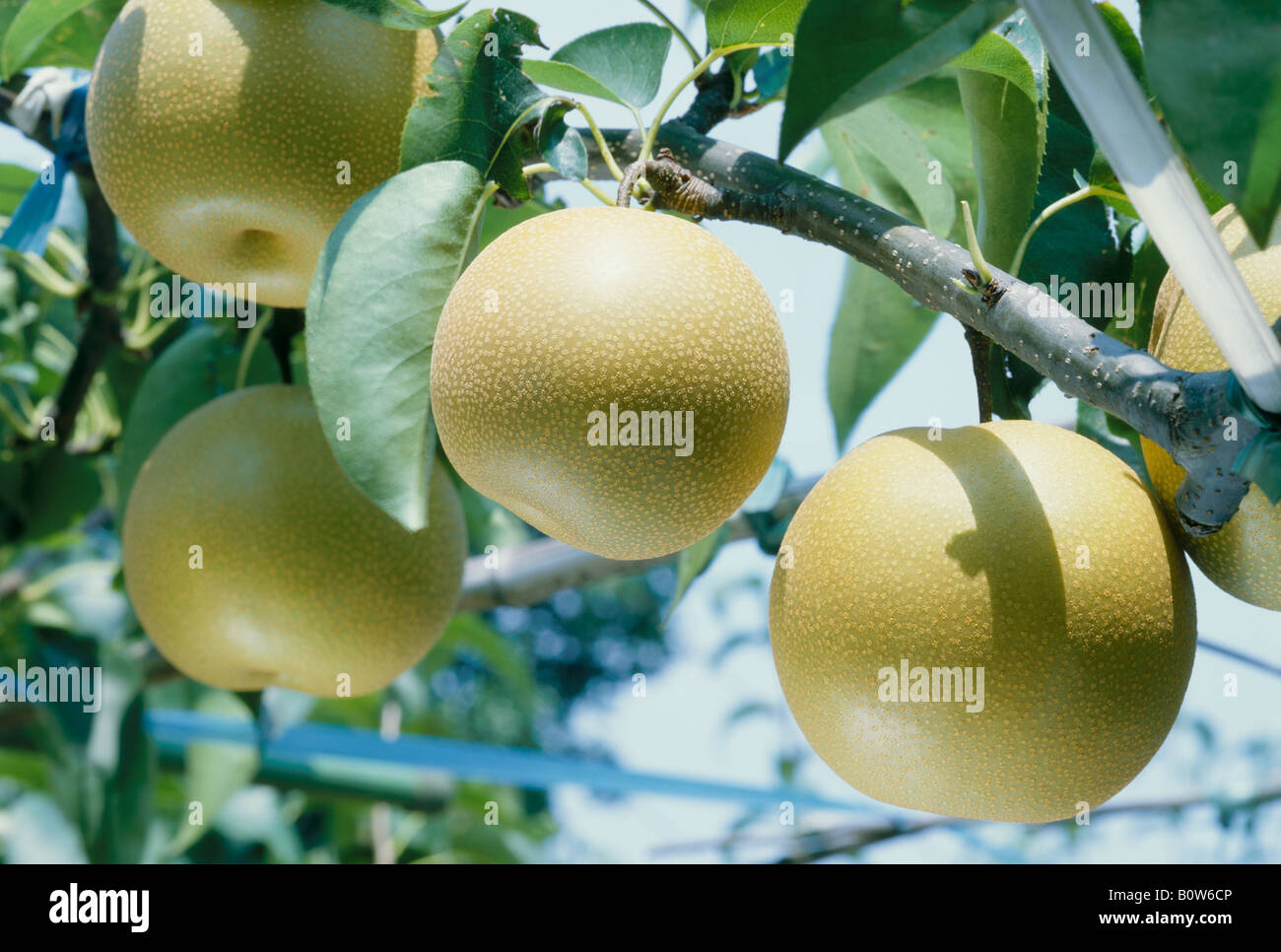 Asian pear fruit hi-res stock photography and images - Alamy