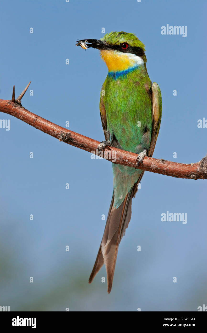 Swallow-tailed bee-eater (Merops hirundineus) with insect catch perched ...