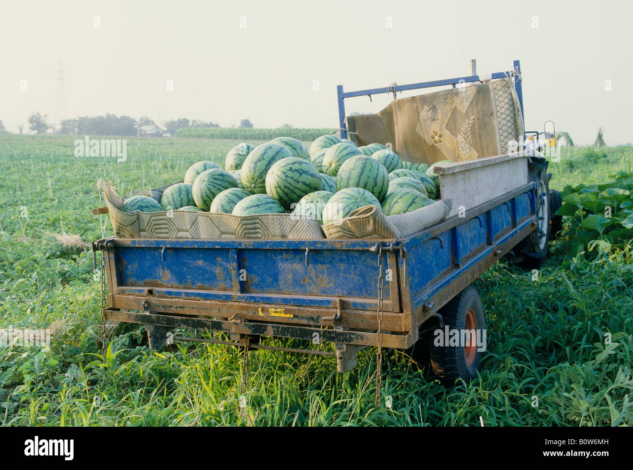 Watermelons on truck Stock Photo - Alamy