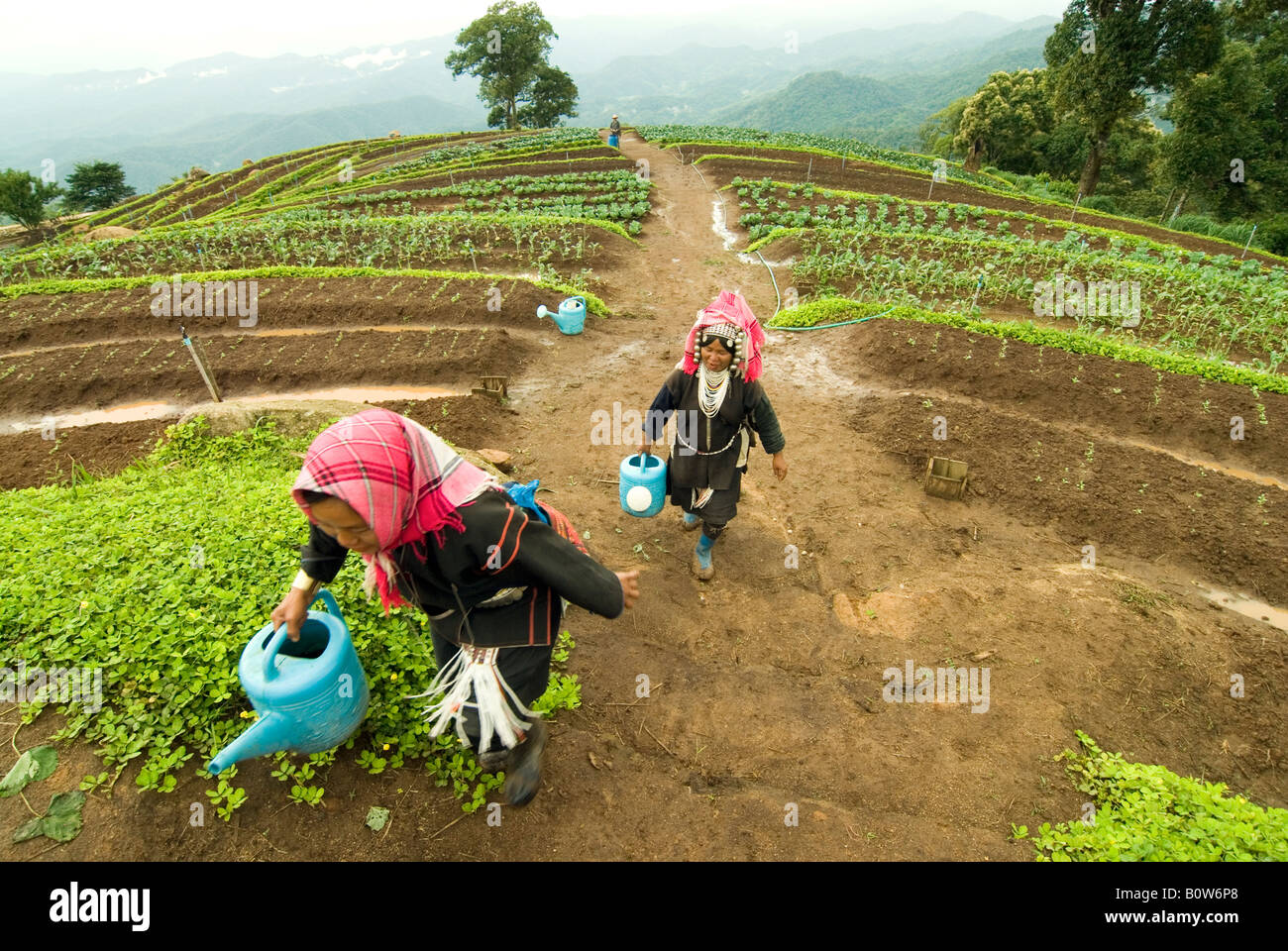 Akha women walk up a terraced mountain hillside with water cans at a ...