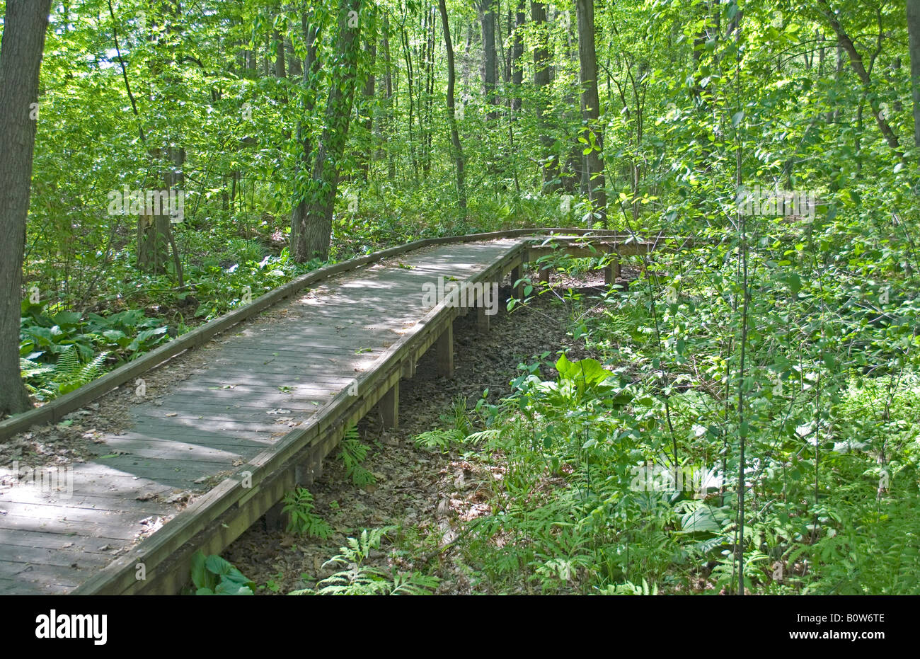 Bridge in the middle of Nature, makes crossing the swamp possible Stock ...