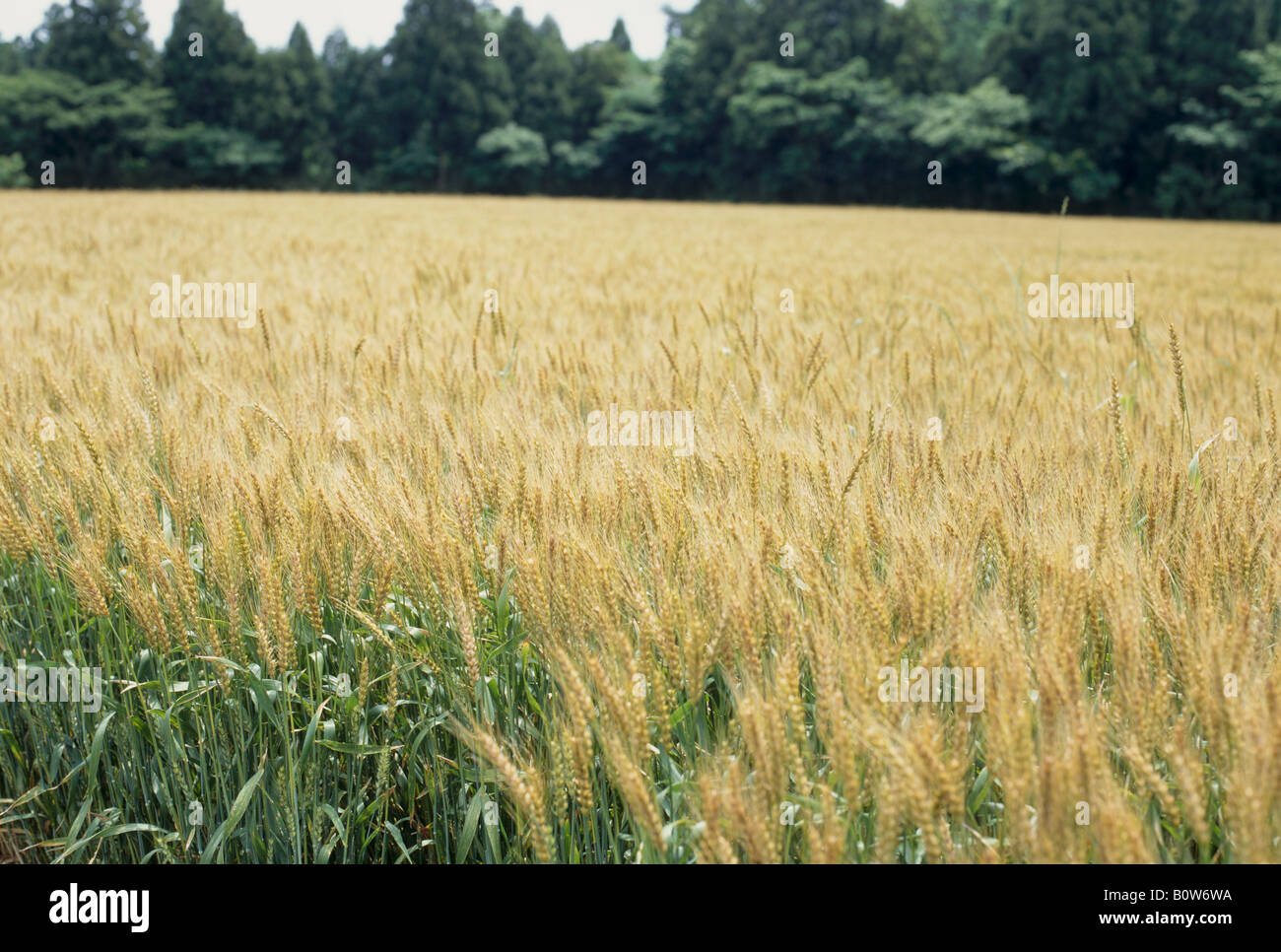 Horizontal photography of wheat field hi-res stock photography and ...