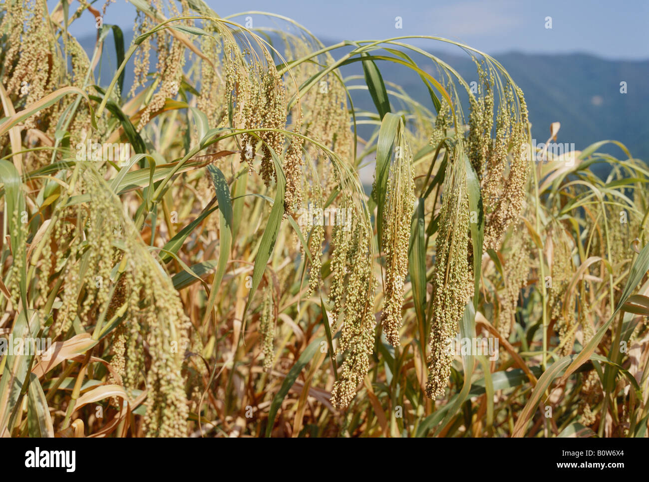 Millet image hi-res stock photography and images - Alamy