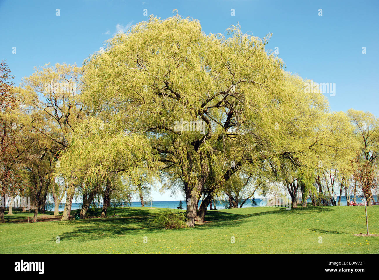 Willow trees landscape Stock Photo - Alamy