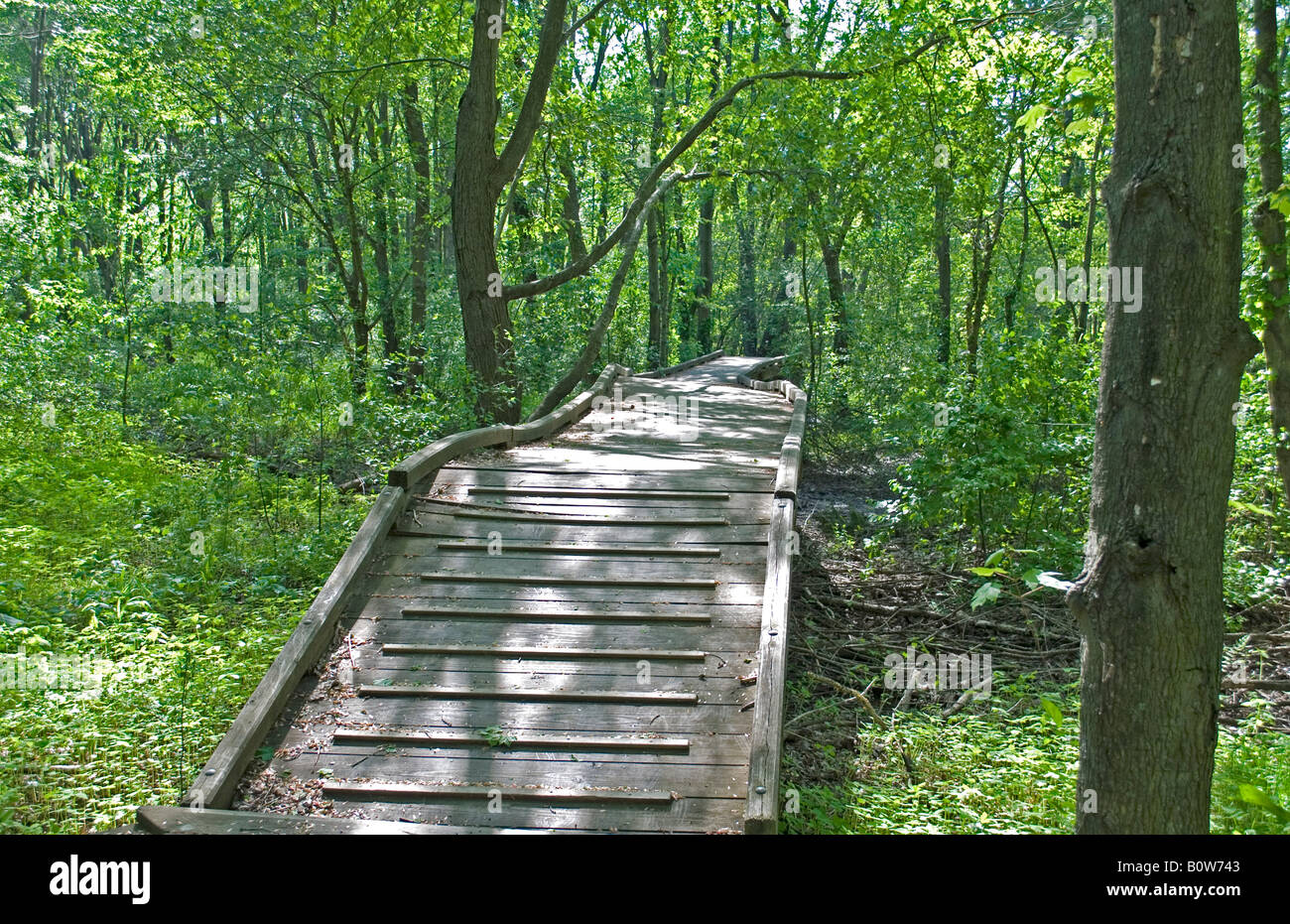 Swamp crossing hi-res stock photography and images - Alamy