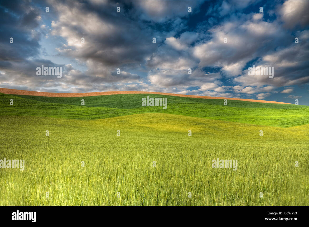Southern Washington State, USA, farmland in spring, Steptoe Butte State ...