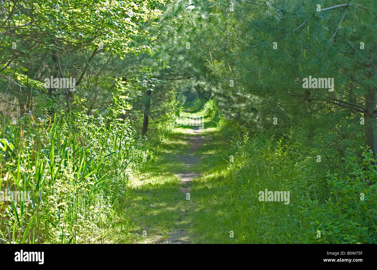 A nice scenic path trough the woods Stock Photo - Alamy