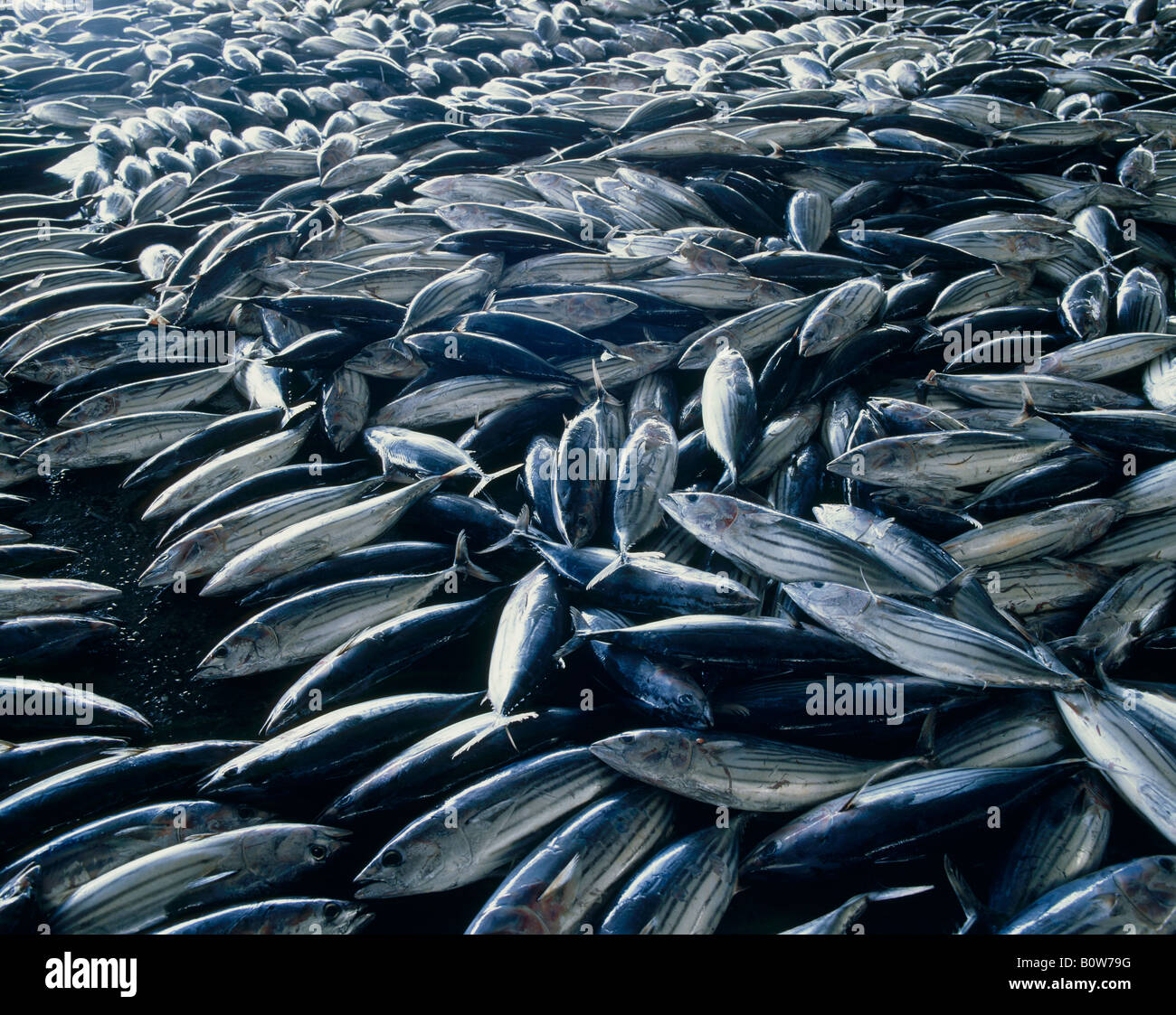 Bonito color hi-res stock photography and images - Alamy