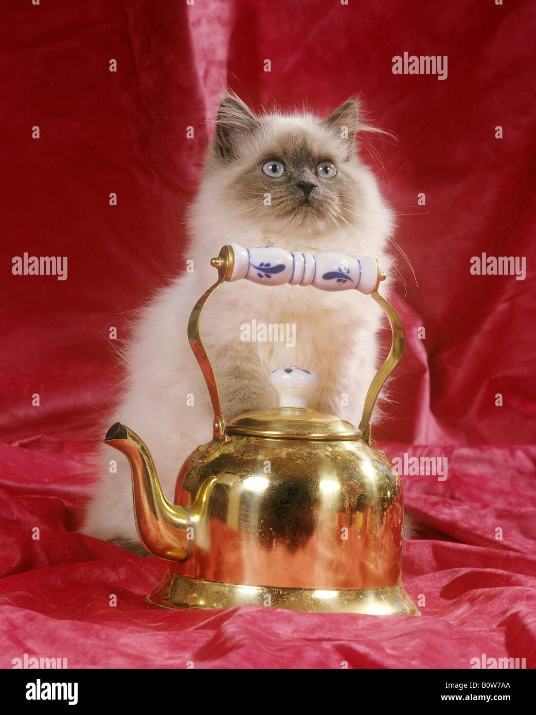 persian cat (colourpoint) - sitting Stock Photo - Alamy
