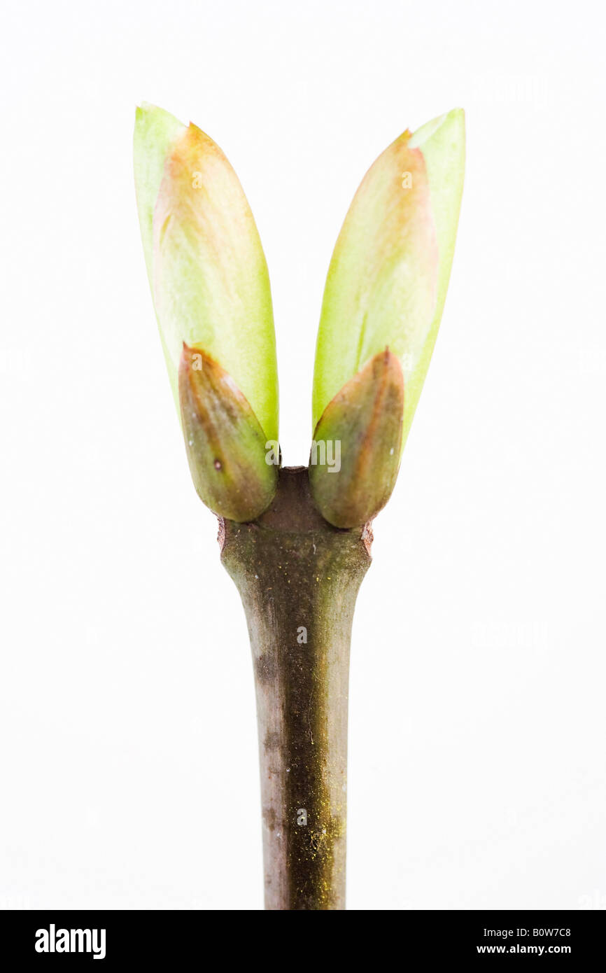 Leaves sprouting in spring Stock Photo - Alamy