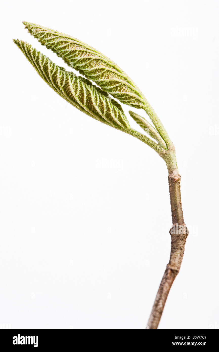 Leaves sprouting in spring Stock Photo - Alamy
