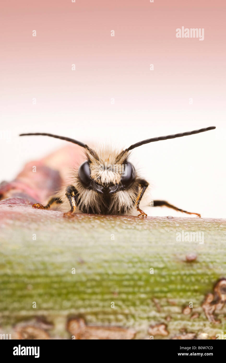 Male honey bee hi-res stock photography and images - Alamy