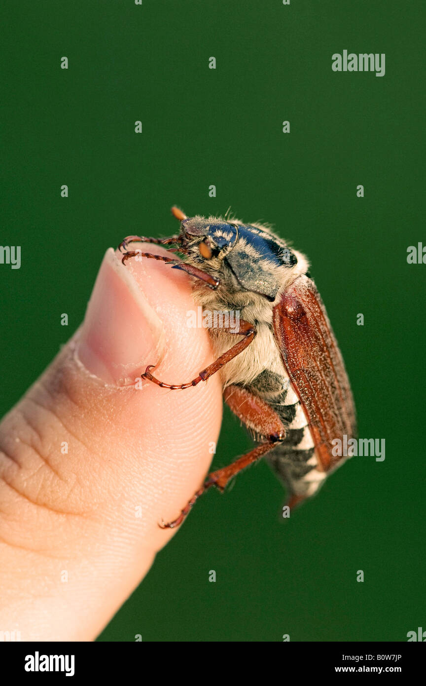 Cockchafer, May Bug (Melolontha melolontha) sitting on a thumb, North ...