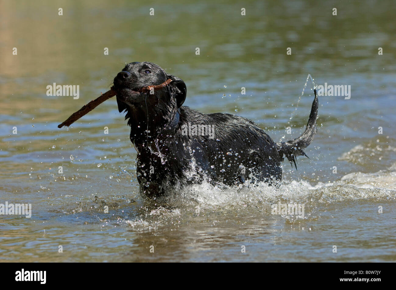 Labrador-Retriever retrieving a stick Stock Photo - Alamy