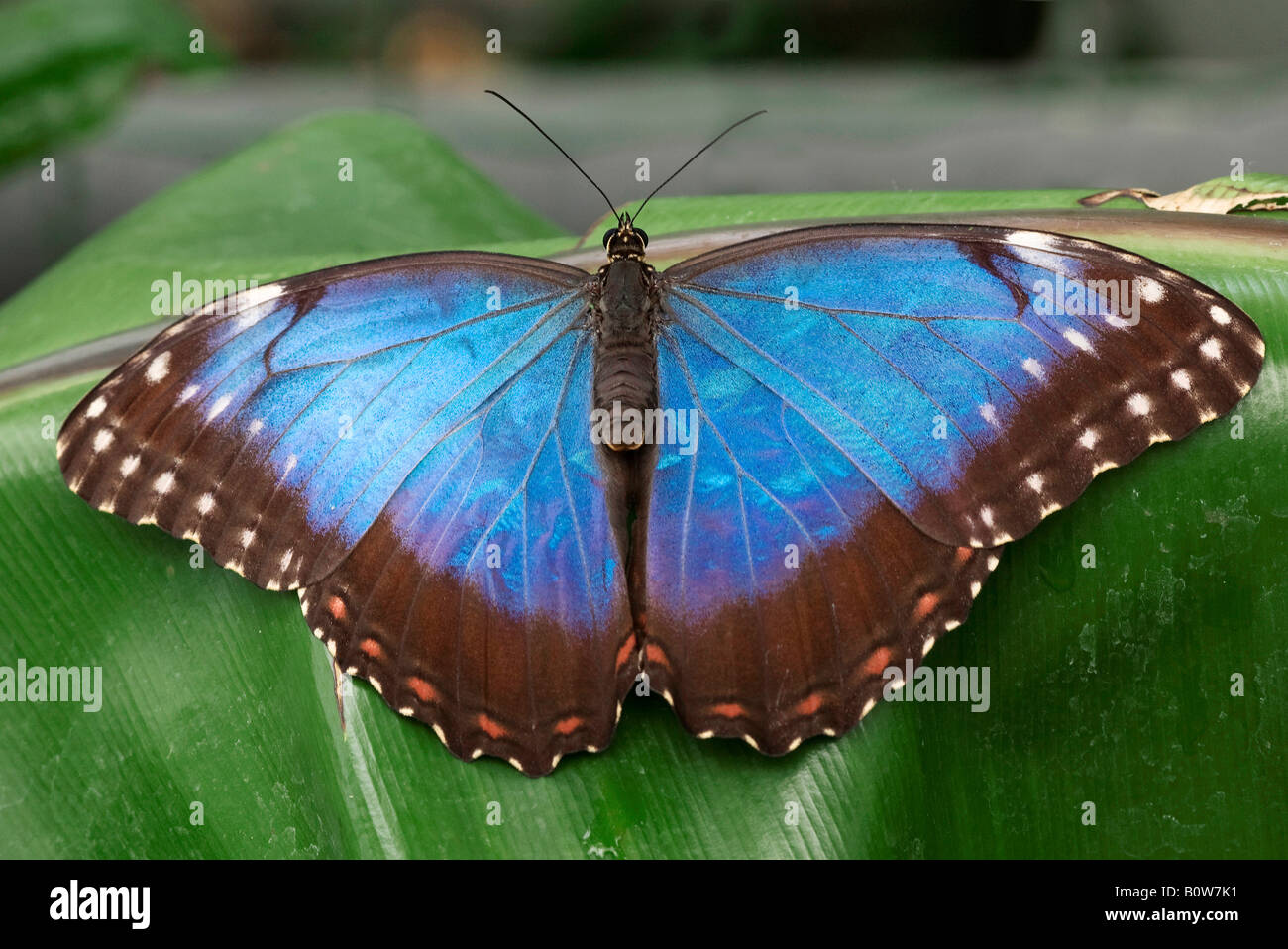 Peleides Blue Morpho (Morpho peleides Stock Photo - Alamy