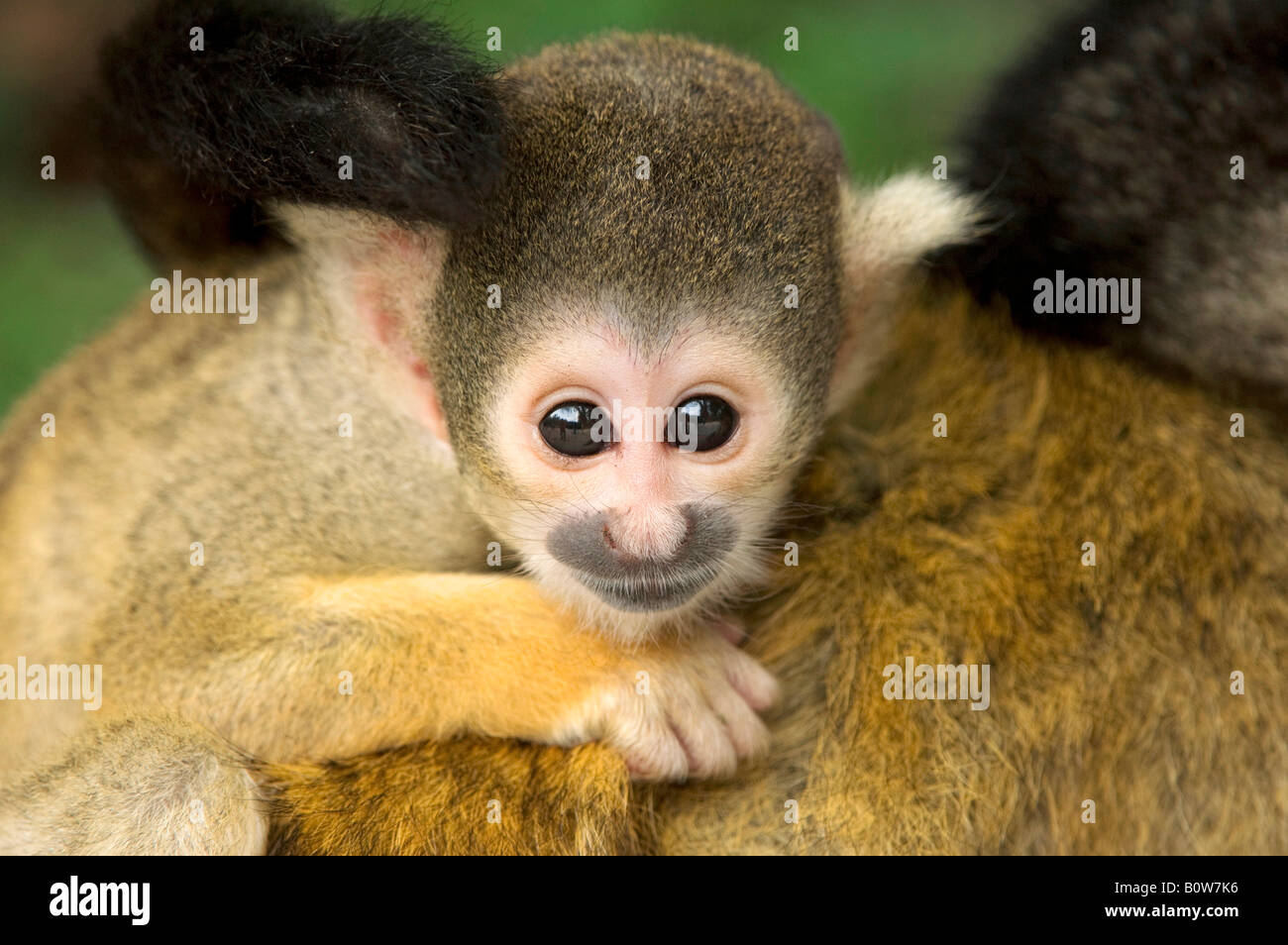 Young Black-capped Squirrel Monkey (Saimiri boliviensis Stock Photo - Alamy