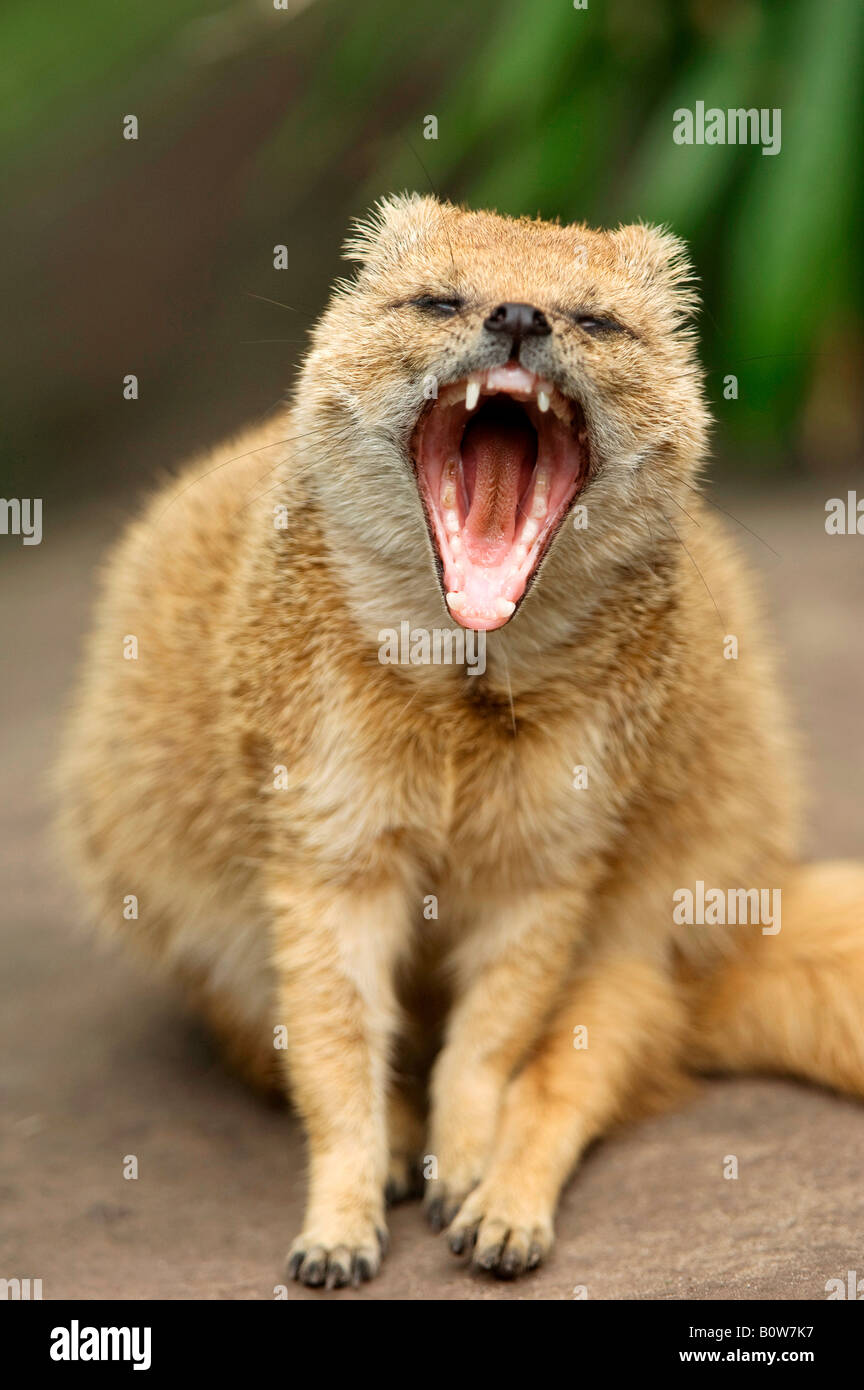 Yellow Mongoose (Cynictis penicillata) yawning Stock Photo - Alamy