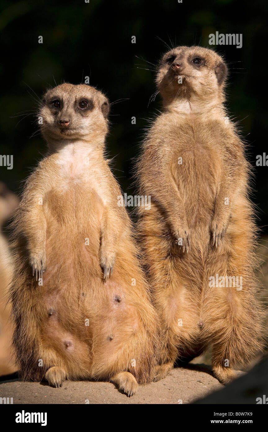 Meerkats suricates suricata suricatta standing hi-res stock photography ...