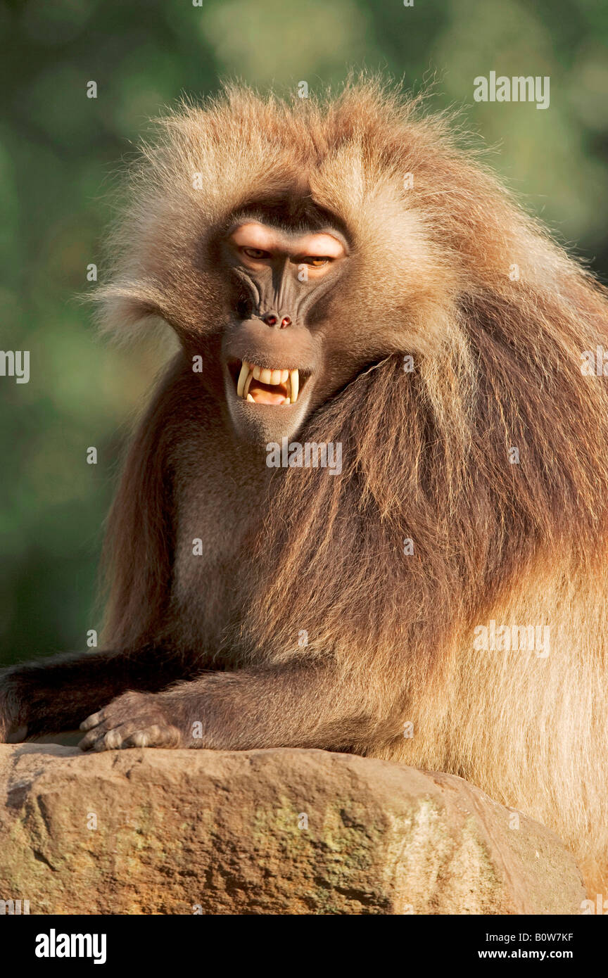 Male Gelada Baboon (Theropithecus gelada Stock Photo - Alamy