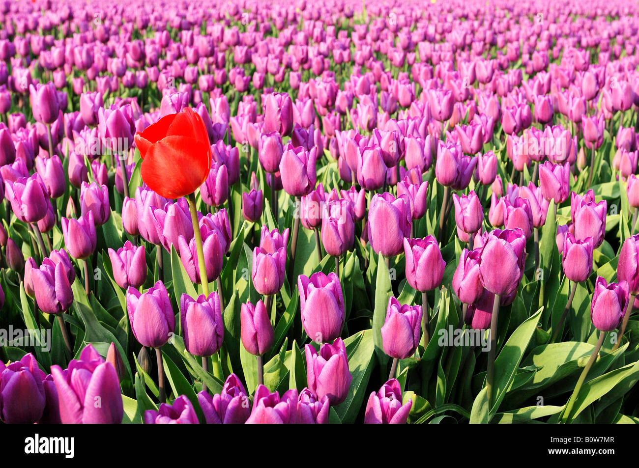 Tulipa spec hi-res stock photography and images - Alamy