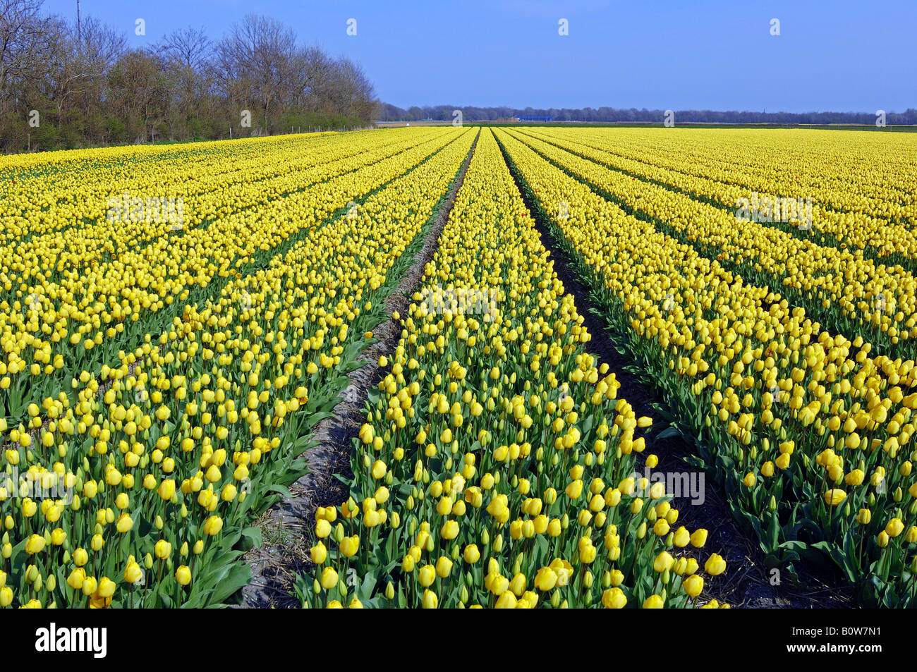 Tulip species path hi-res stock photography and images - Alamy