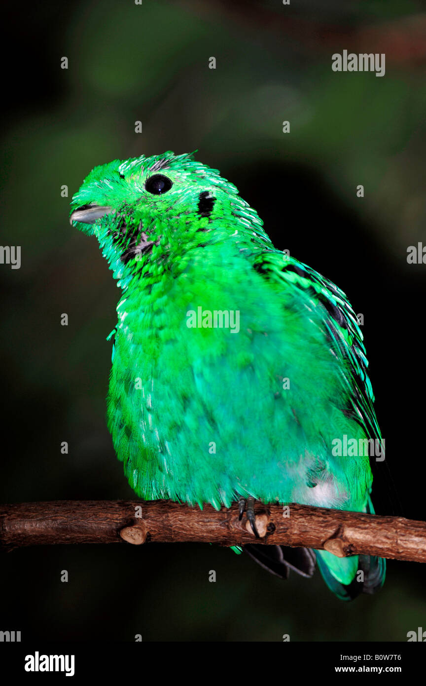Lesser green broadbill calyptomena viridis hi-res stock photography and ...