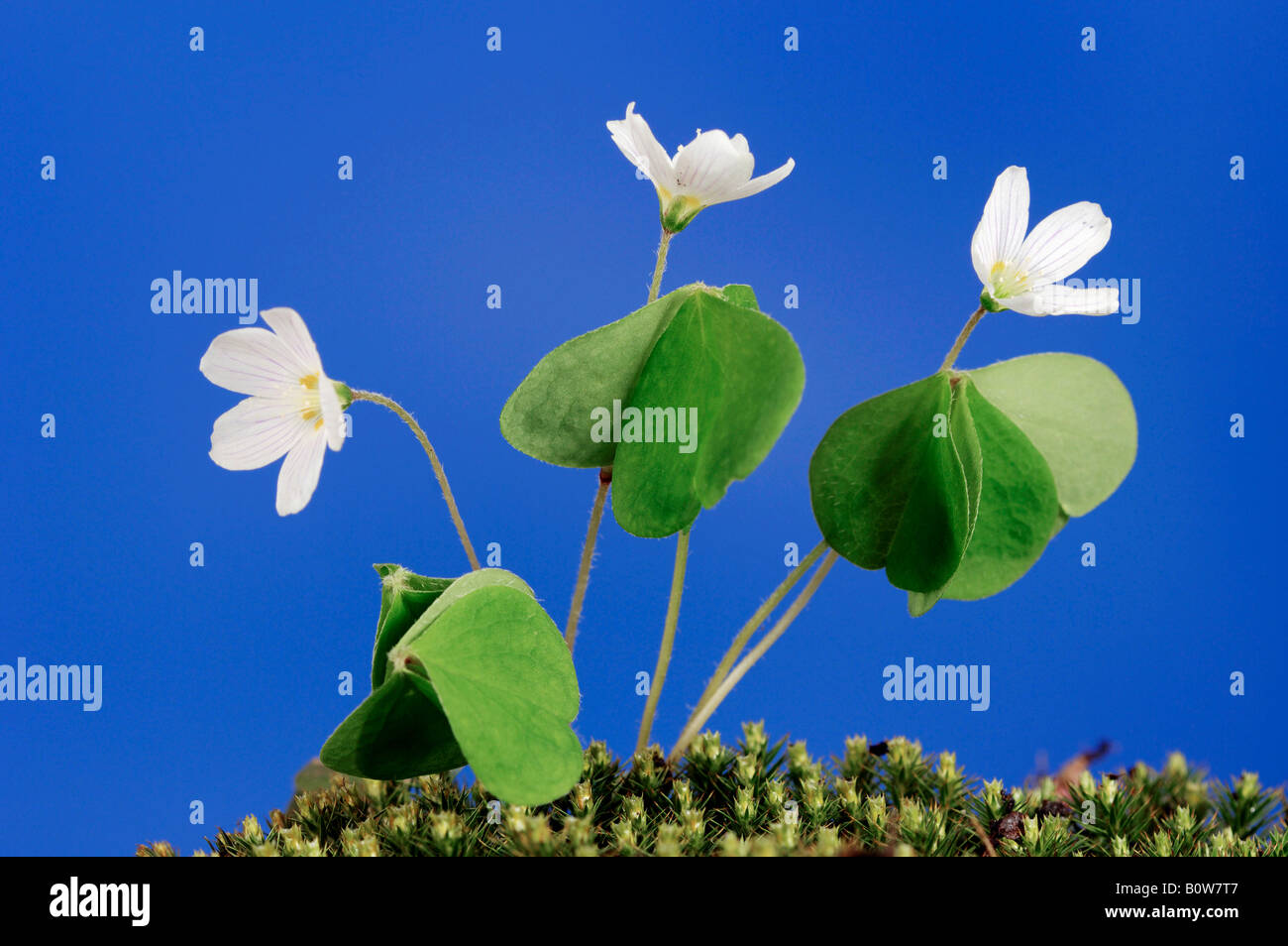 Wood Sorrel (Oxalis acetosella Stock Photo - Alamy