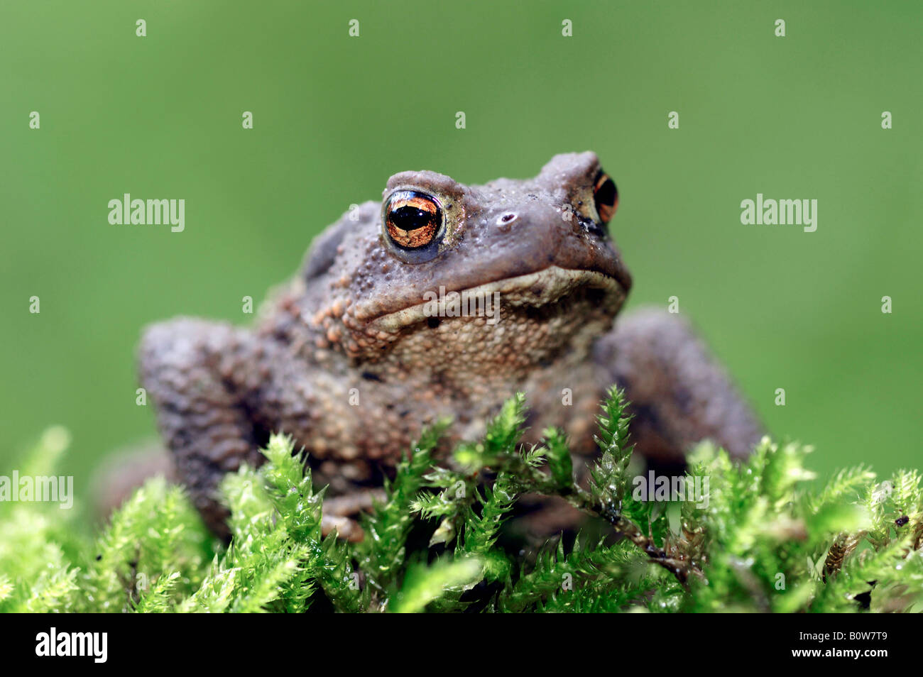 Common Toad (Bufo bufo Stock Photo - Alamy