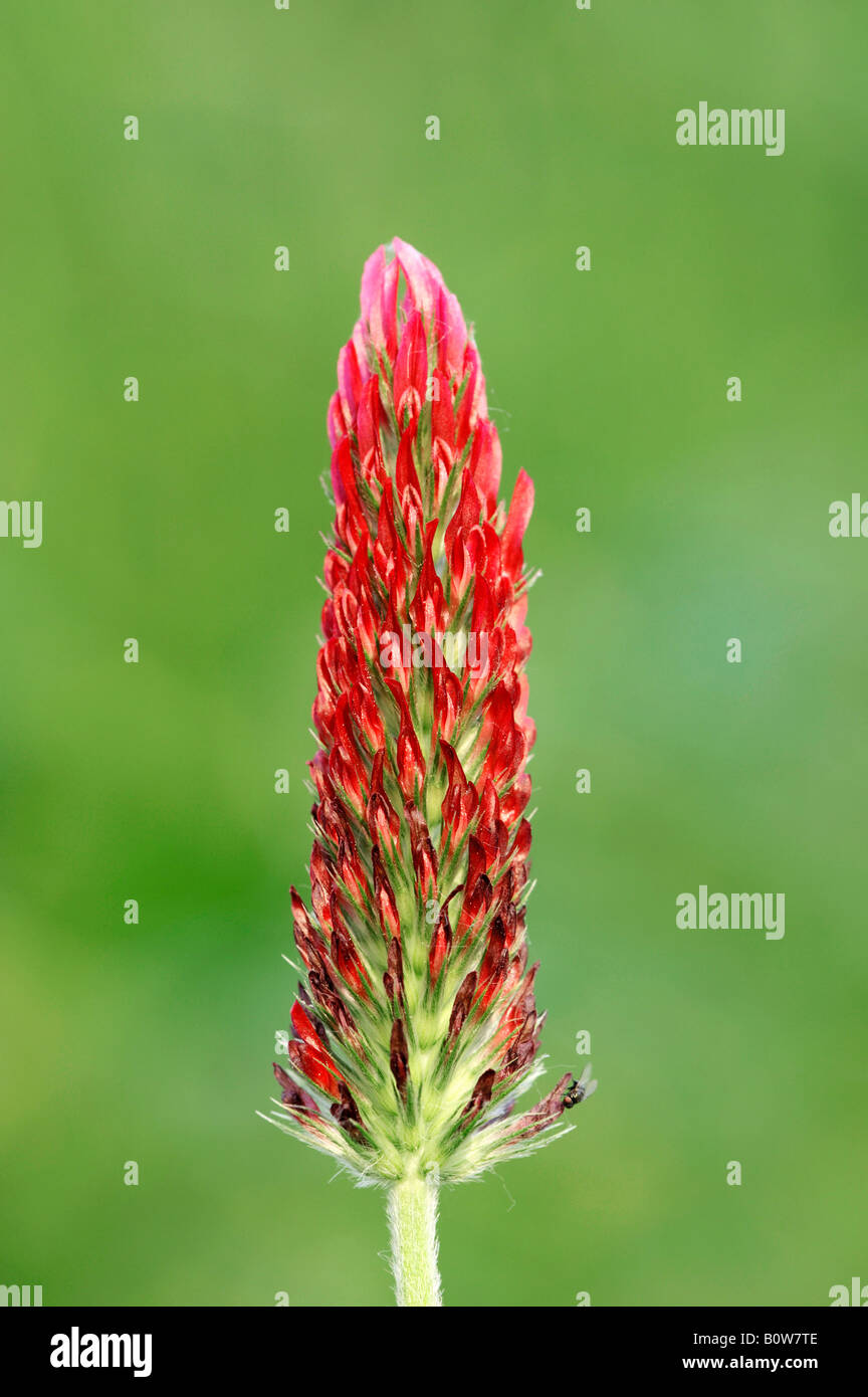 Roter klee hi-res stock photography and images - Alamy
