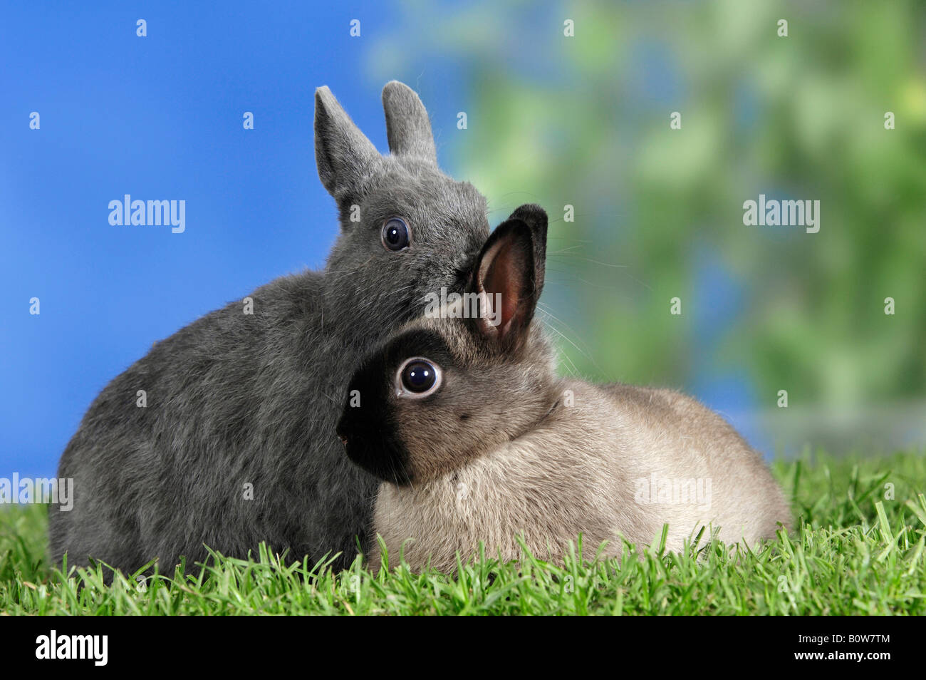 Dwarf rabbits hi-res stock photography and images - Alamy