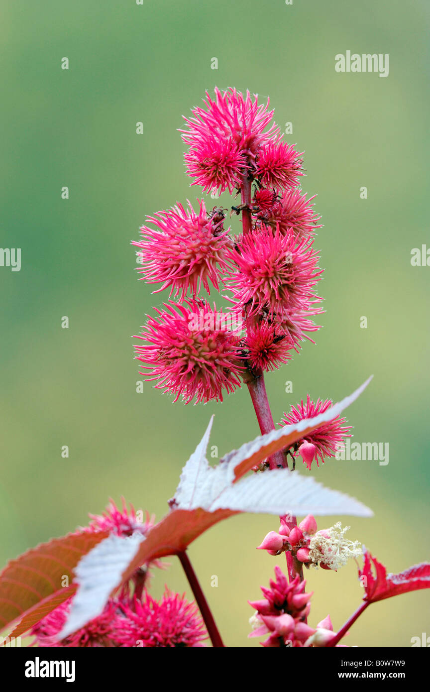 Castor Oil Plant (Ricinus communis), seed head Stock Photo - Alamy